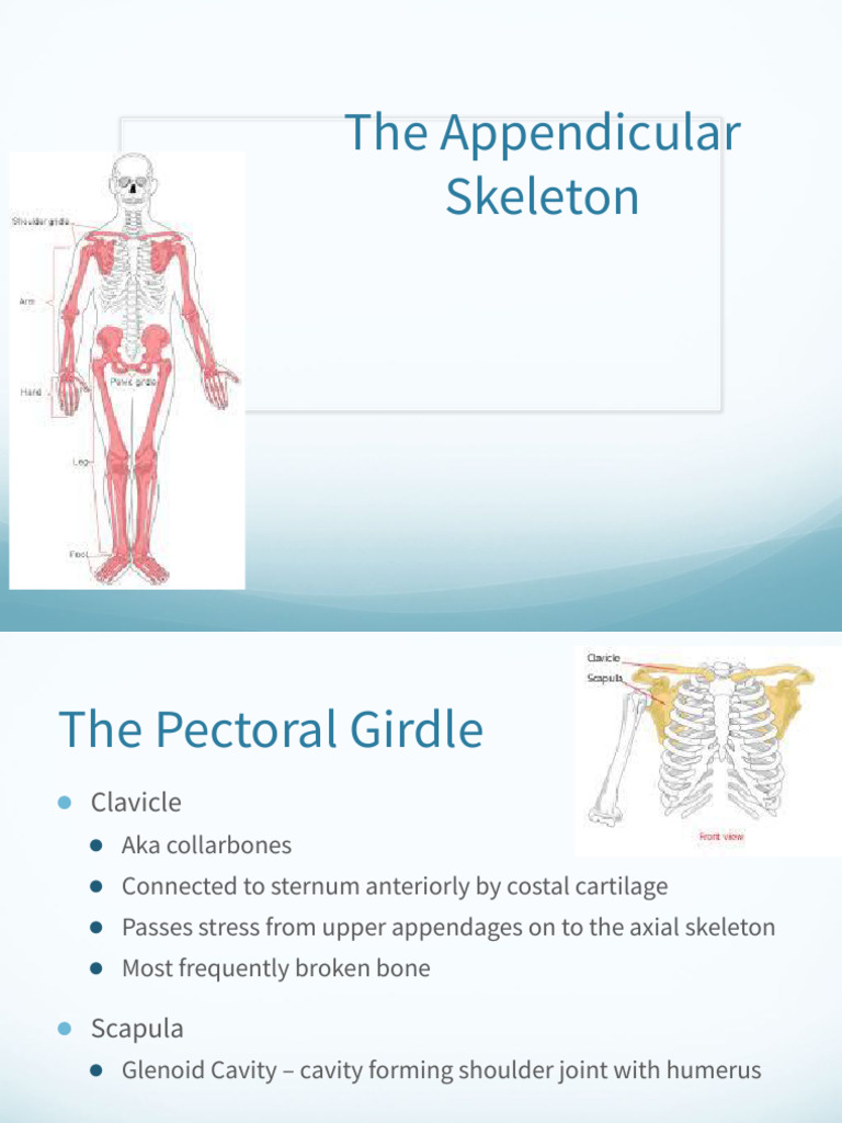Appendicular Skeleton | PDF