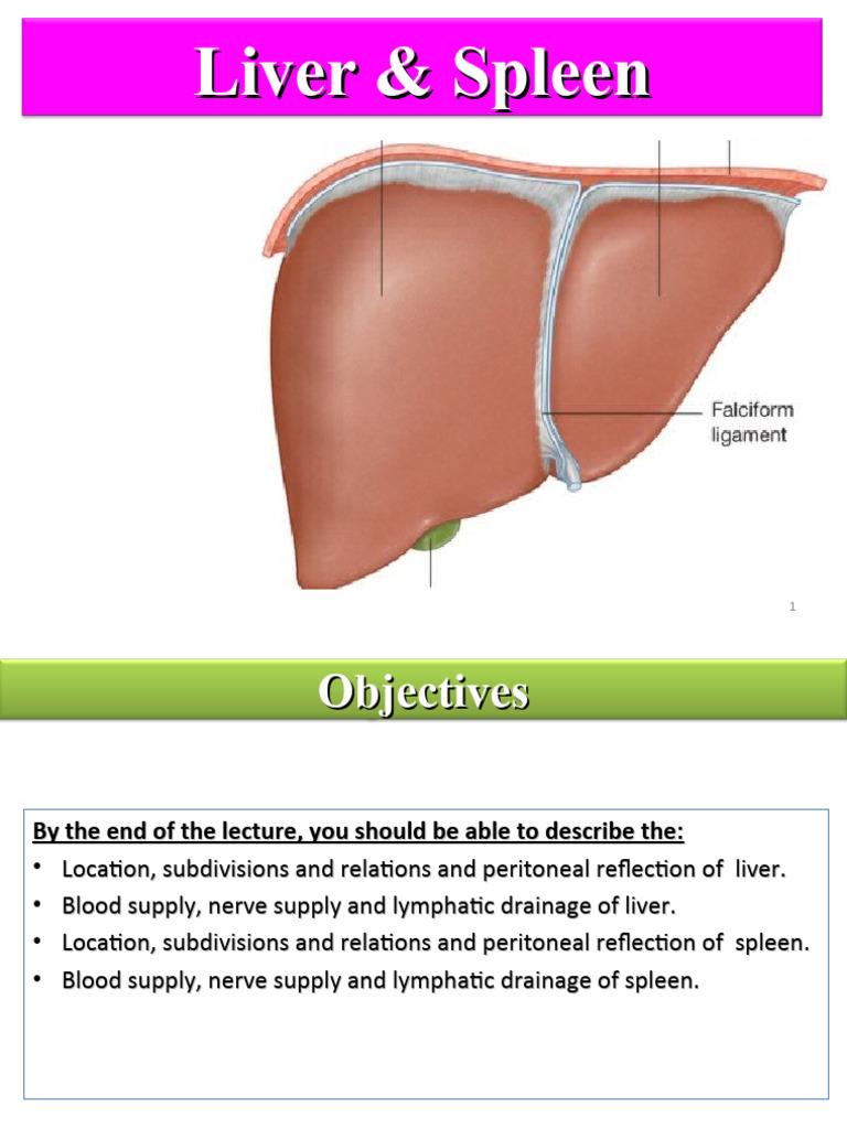 8- Anatomy of Liver and Spleen | PDF