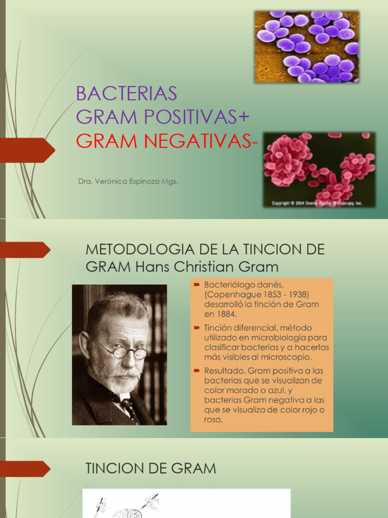 Bacterias Gram Positivas Y Gram Negativas Pdf