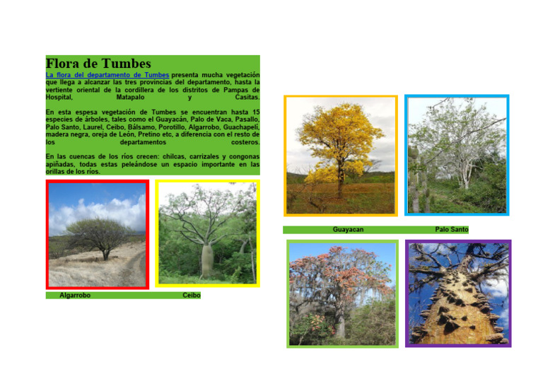 Flora de Tumbes | PDF