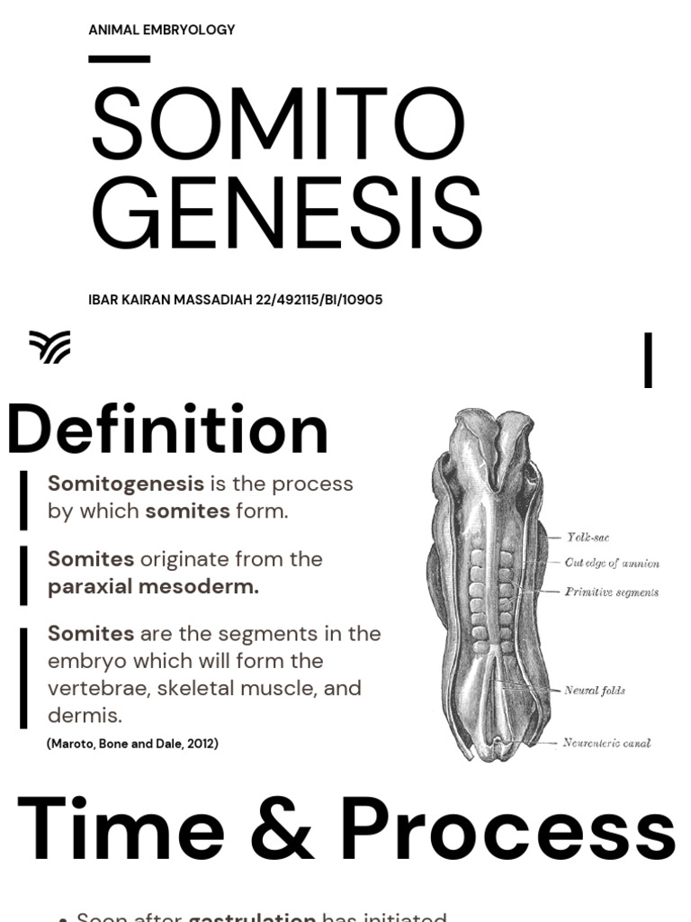 SOMITOGENESIS | PDF