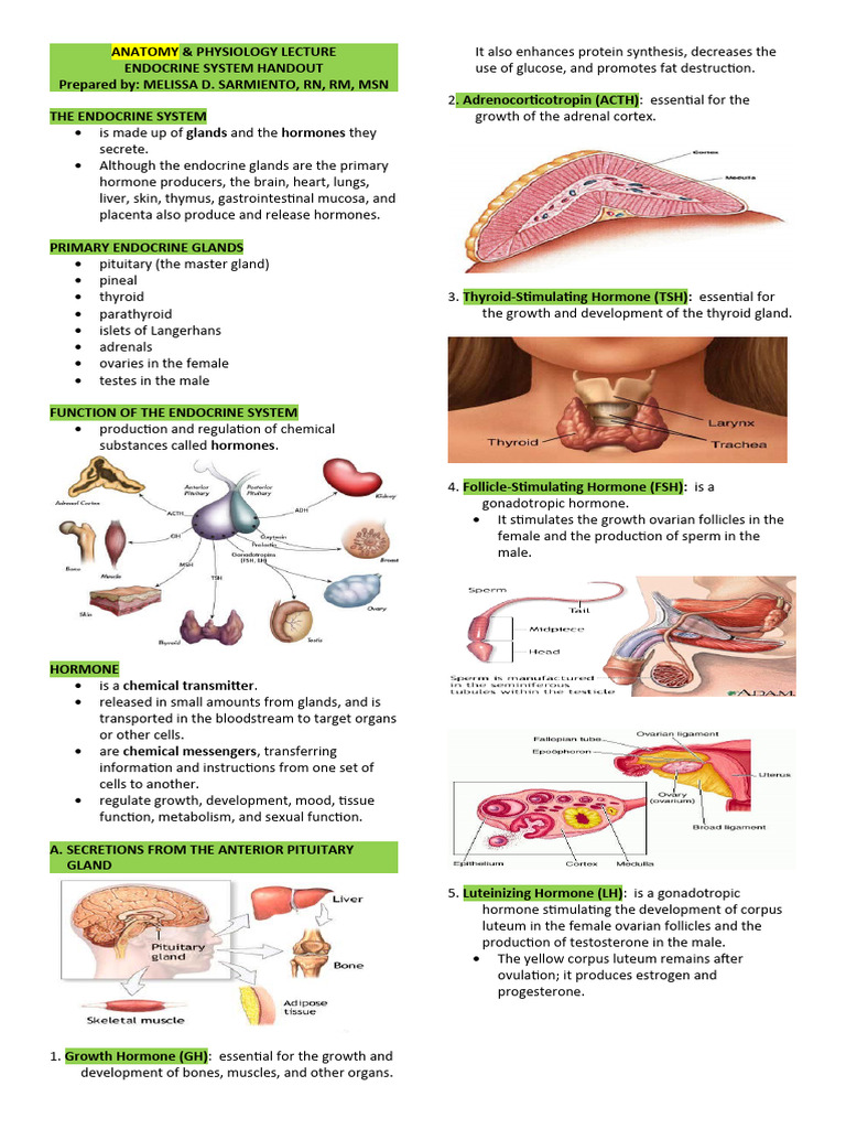 Endocrine System Handout | PDF