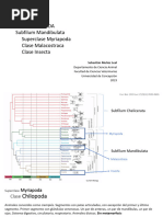 Chiroptera | PDF | Murciélago | Zoología