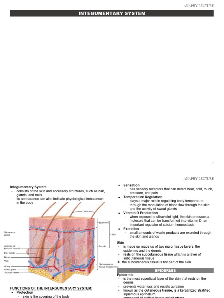Integumentary System | PDF