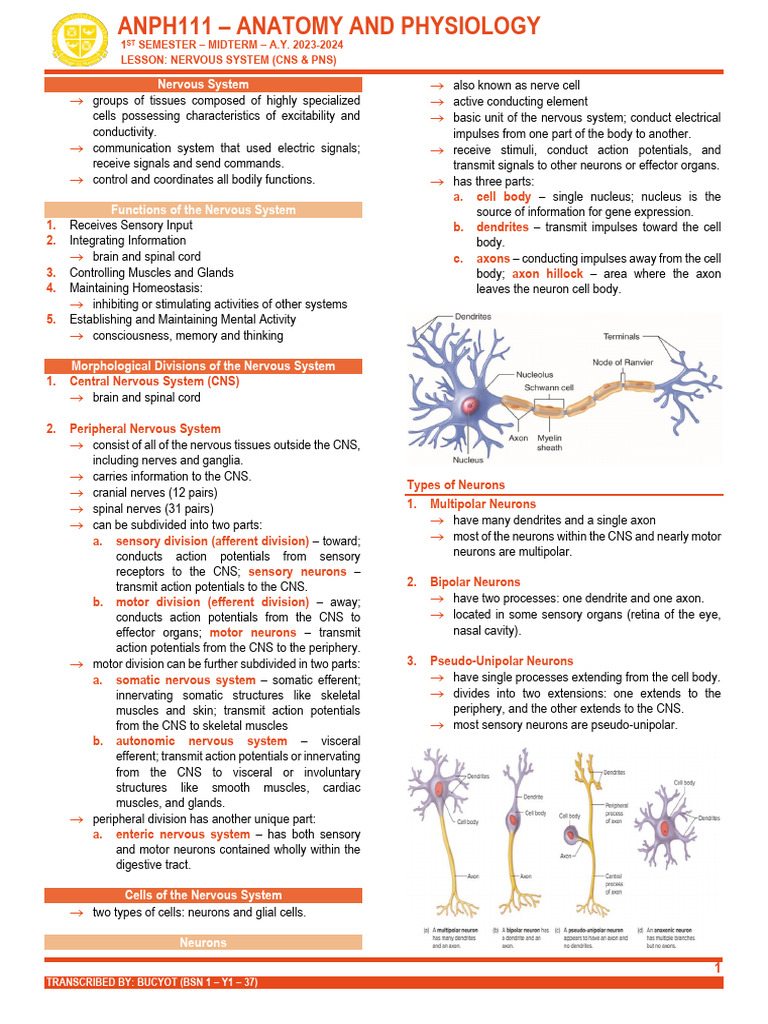 ANPH111 - Lesson 1 - Nervous System (CNS & PNS) | PDF