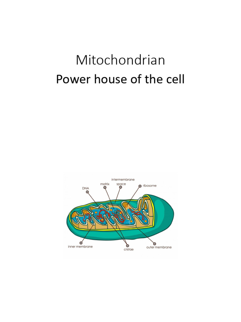 Mitochondria | PDF