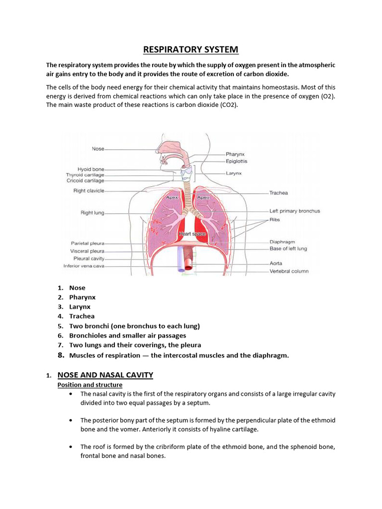 Respiratory System | PDF | Foreign Language Studies | Science & Mathematics