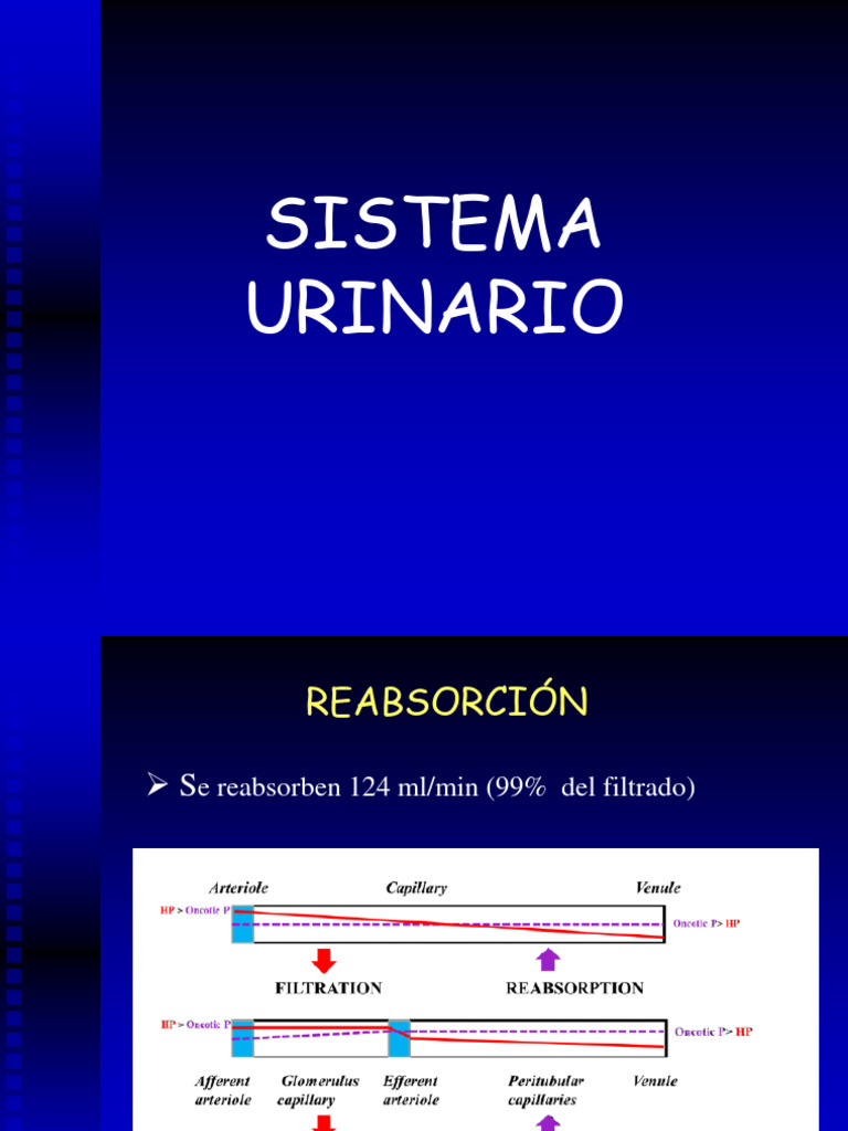Fisiología Sistema Urinario 2 | PDF
