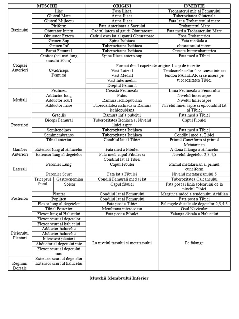 Muschii Membrului Inferior | PDF