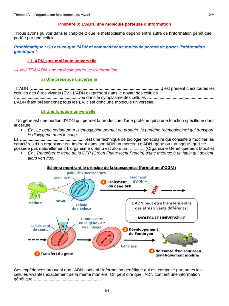 CoursElève Th1A Ch3 ADN 2nde+copie | PDF