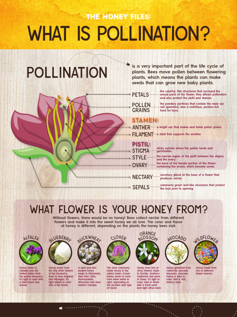 2020 Educational Materials Pollination Activity Sheet | PDF