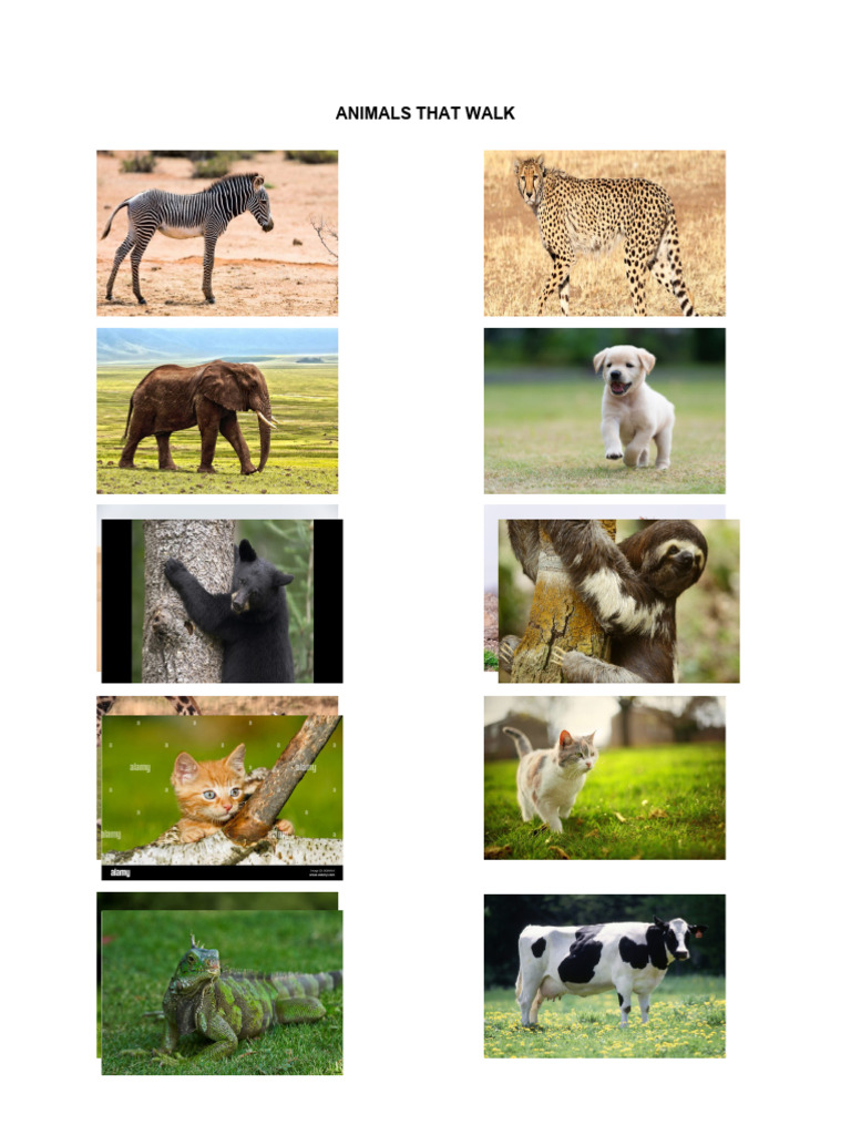 ANIMALS THAT WALK | PDF