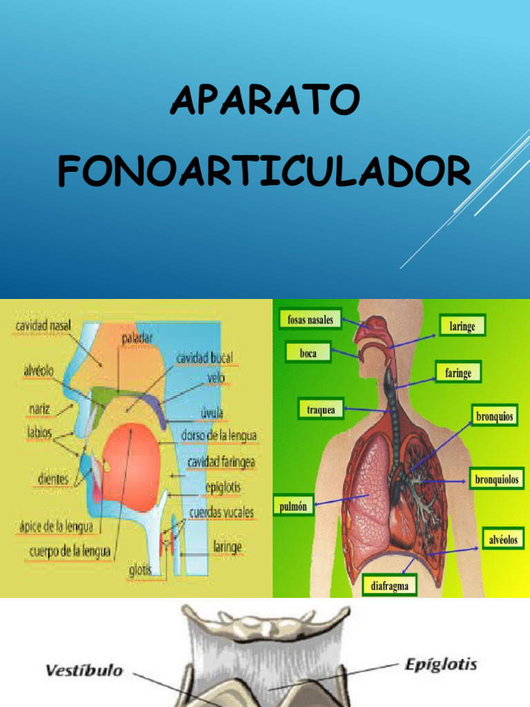 Aparato Fonoarticulador | PDF