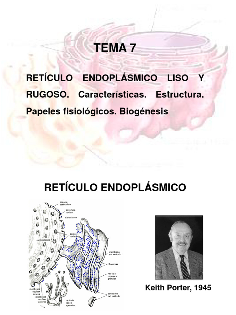 Tema 7. Retículo Endoplásmico Liso y Rugoso | PDF