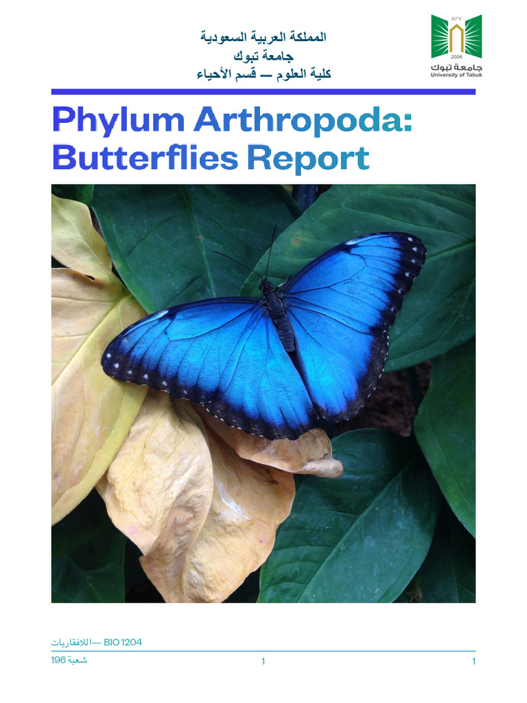 Butterfly Report | PDF | Butterfly | Insects