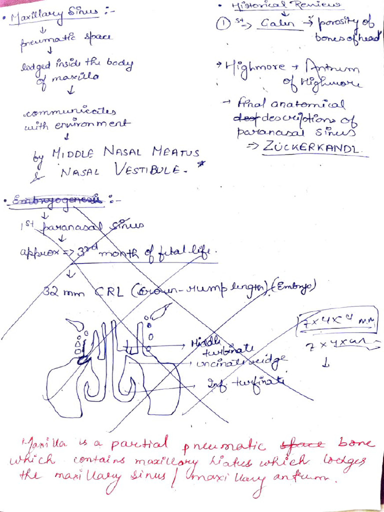 Maxillary Sinus | PDF