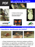 Anatomia da Borboleta: Estruturas e Funções | PDF | Anatomia | Corpo humano
