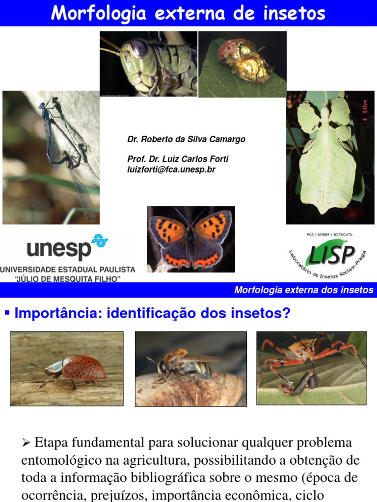 Morfologia Externa dos Insetos: Guia Completo | PDF
