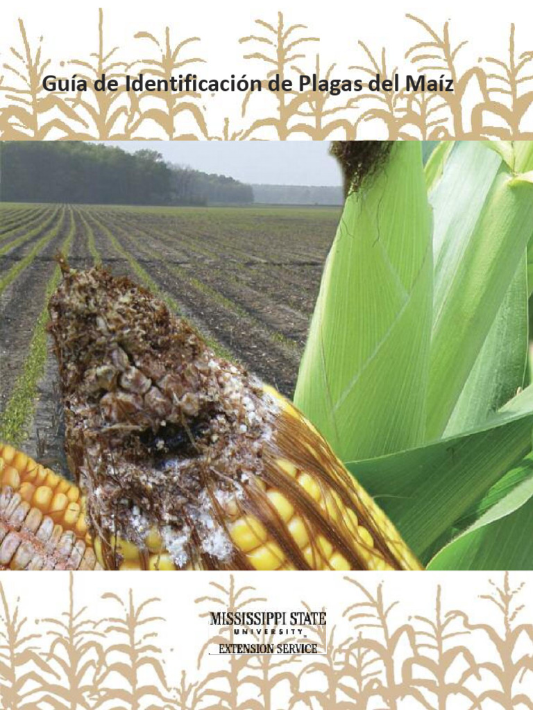 Guia de Identificacion de Insectos en Maiz-Español | PDF