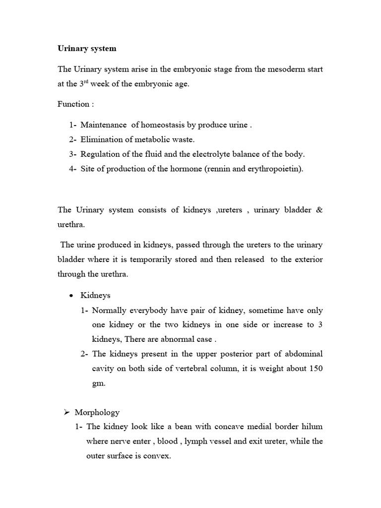 Urinary System | PDF | Kidney | Anatomy