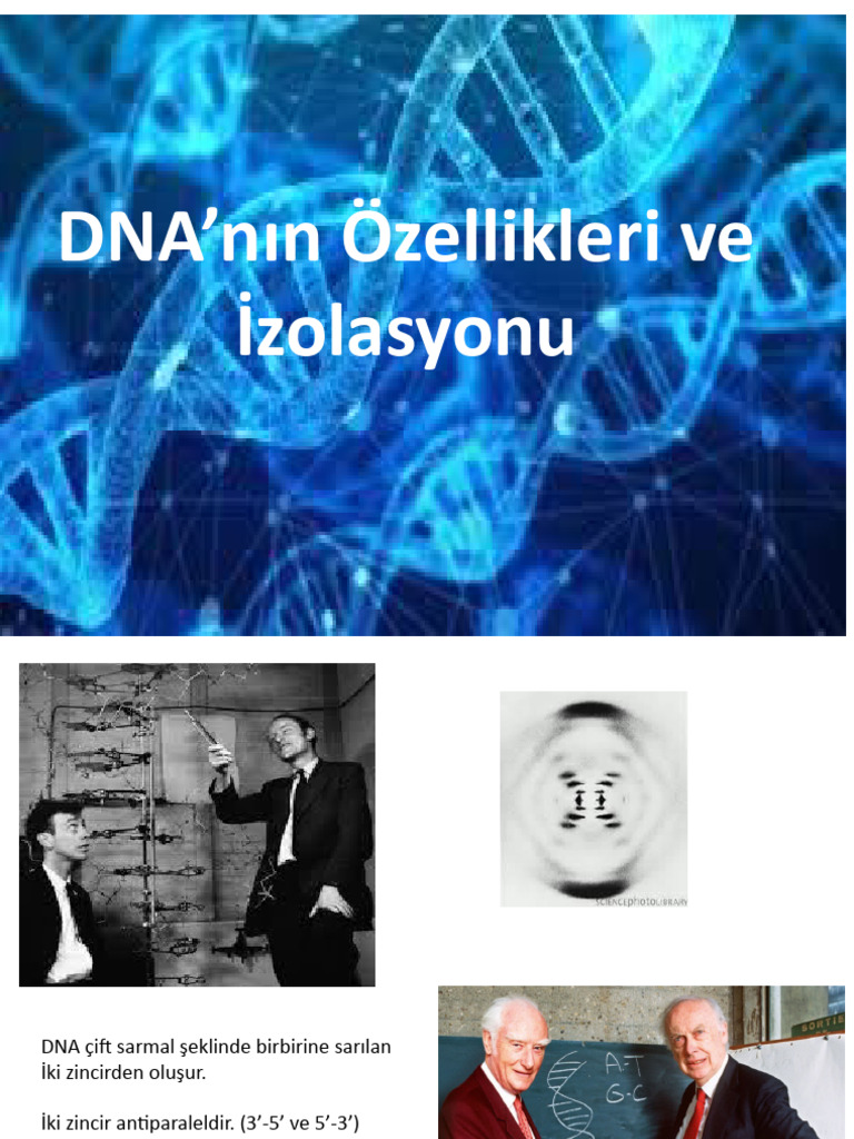 DNA Ve Özellikleri | PDF