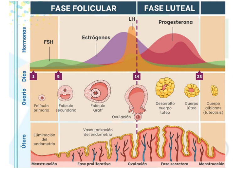 fase folicular | PDF
