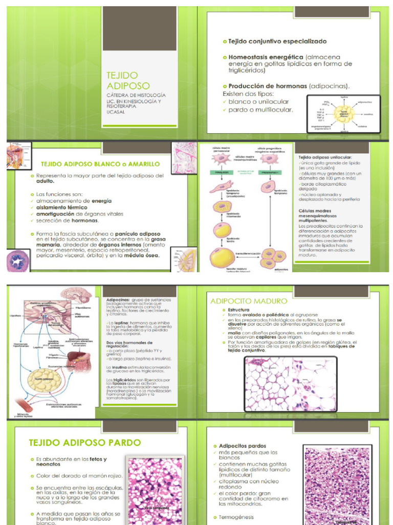 Tejido Adiposo | PDF
