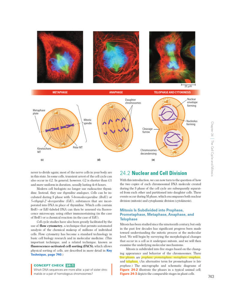 Mitosis: Stages and Chromosome Movement | PDF