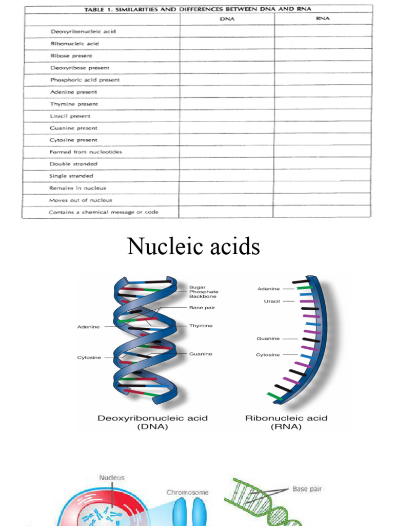 Nucleic Acids STUDENT | PDF