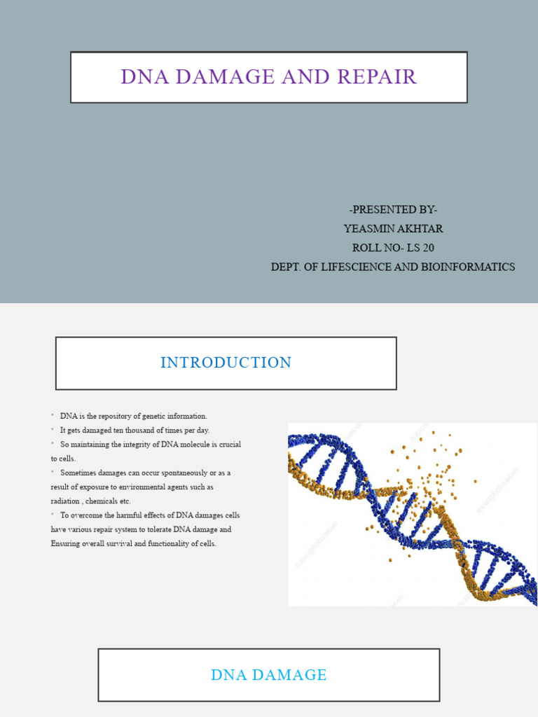 DNA Damage and Repair | PDF | Dna Repair | Dna