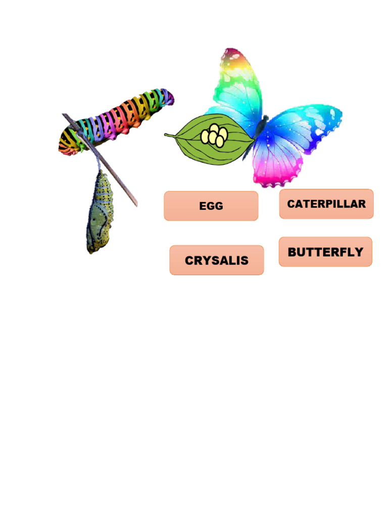 METAMORPHOSIS-TEMPLATE | PDF