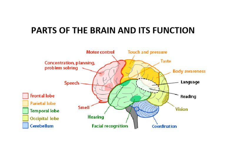 Parts of The Brain and Its Function | PDF