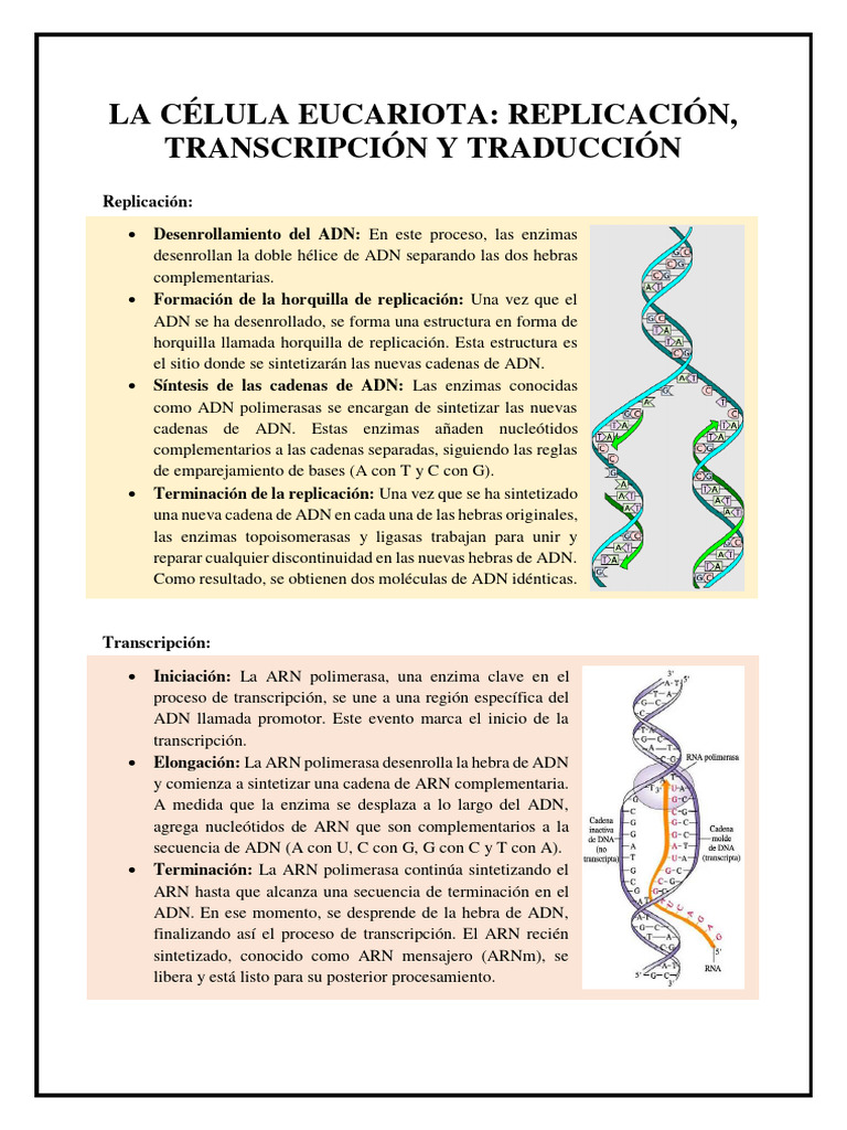 Procesos de la Célula Eucariota | PDF | Adn | Traducción (biología)