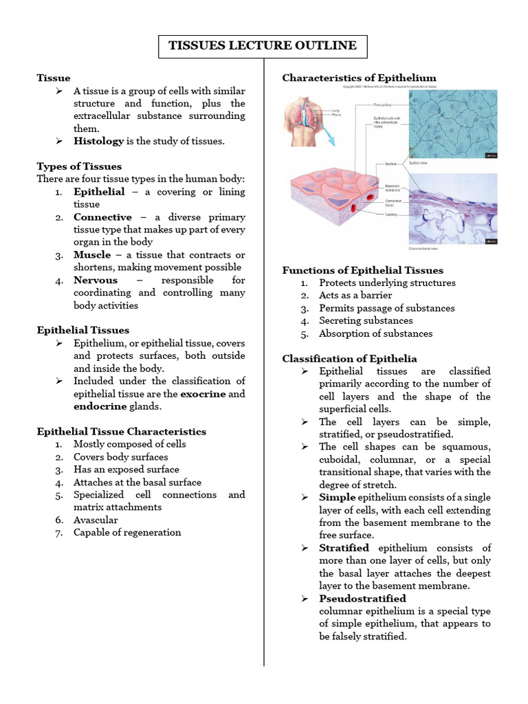 Anatomy Physiology Download Free Pdf Epithelium Connective Tissue