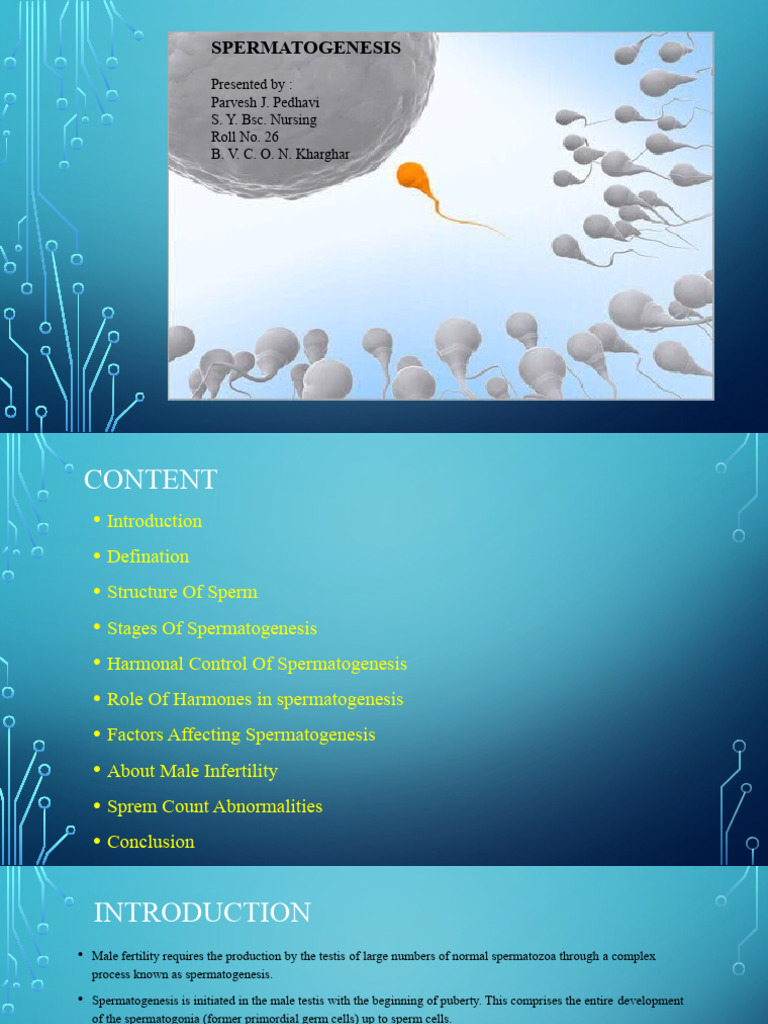 Spermatogenesis | PDF