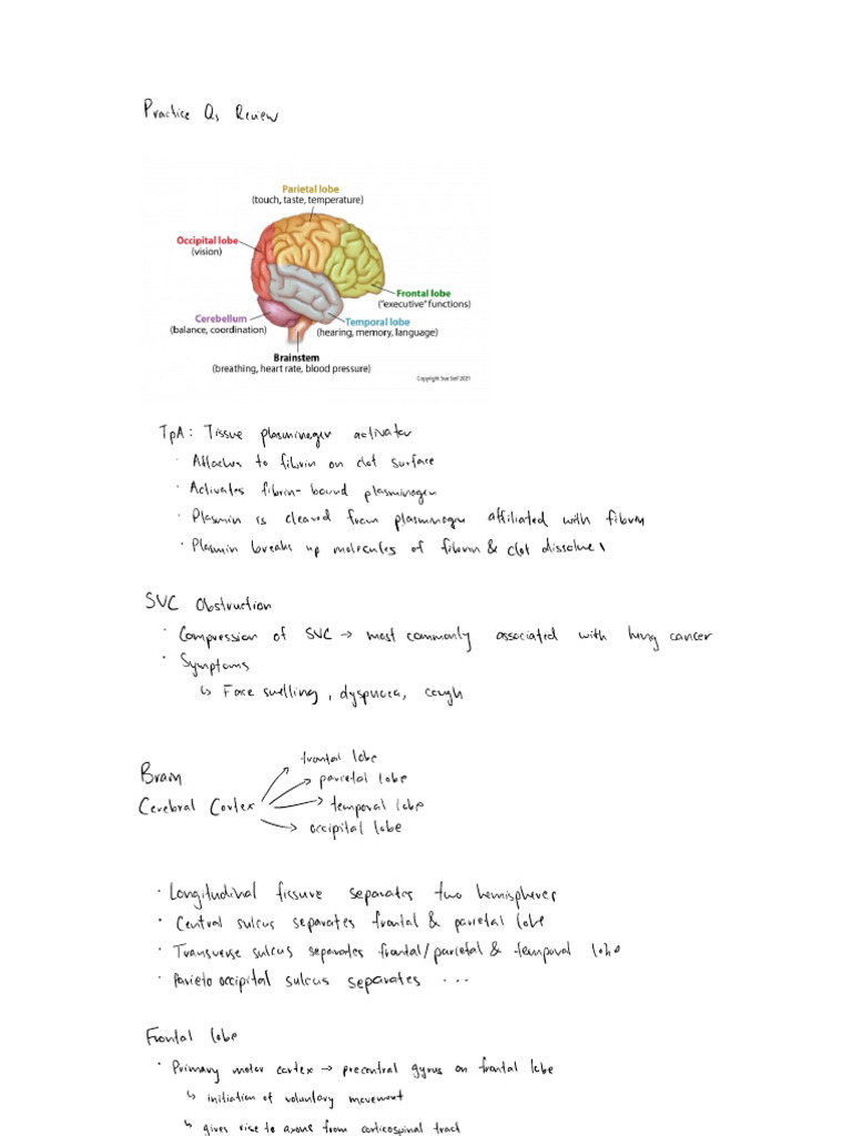 Neuro Notes | PDF