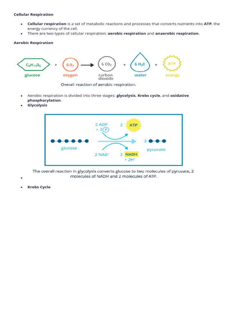 Cellular Respiration | PDF