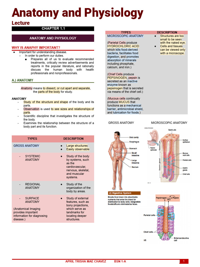 Anaphy Chapter 1 | PDF | Science & Mathematics