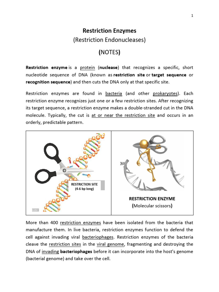 Restriction Endonucleases | PDF