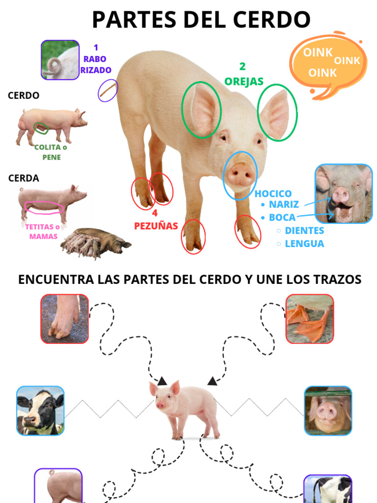 Partes de Un Cerdo | PDF