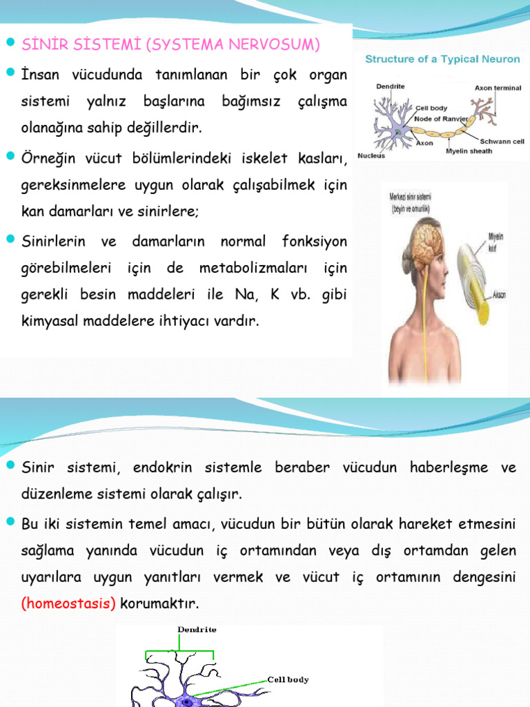 Si̇ni̇r Si̇stemi̇ (Systema Nervosum) İlginizi Çekebilecek Sunumlar ...