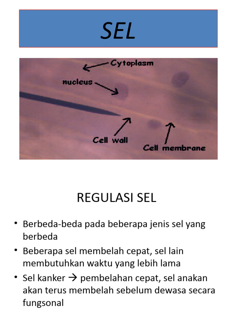 SEL | PDF