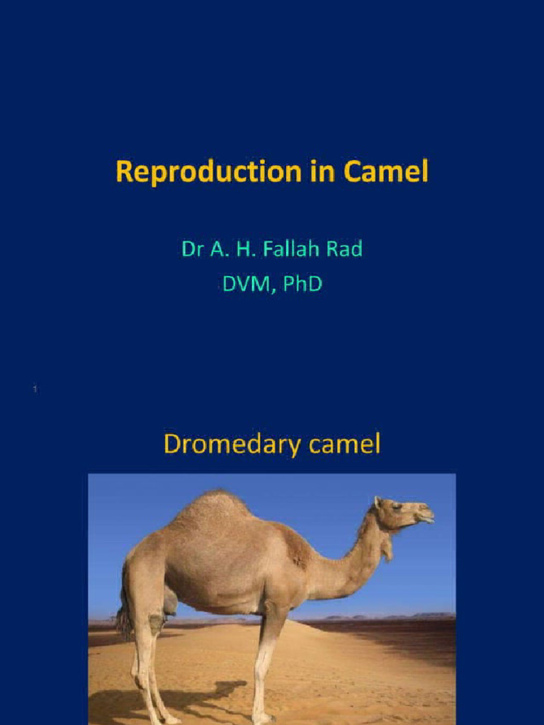 Only reproduction-in-camel | PDF