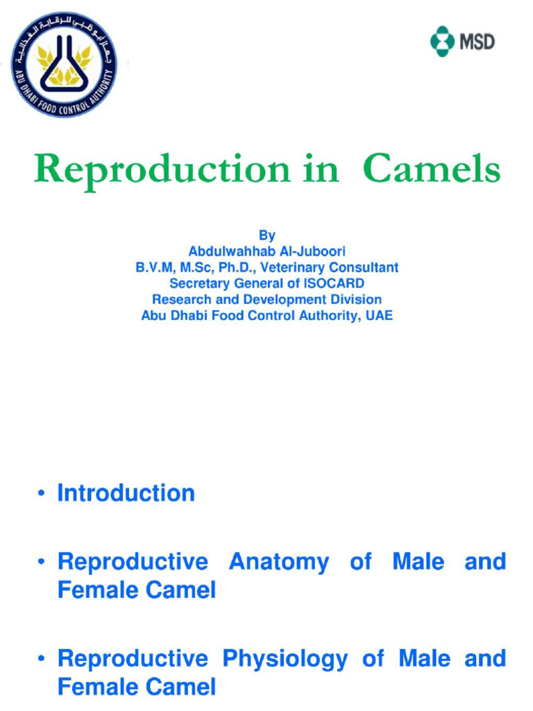 Camel Reproduction she camel | PDF