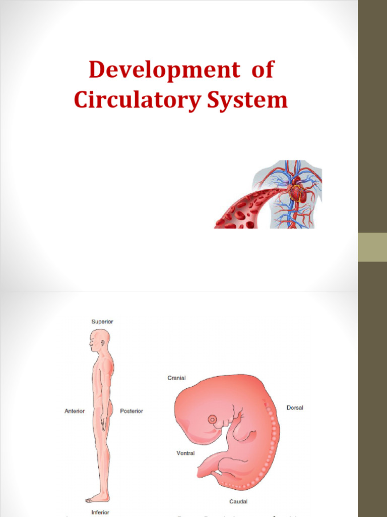 Development of Cardiovascular System PDF | PDF | Organ (Anatomy) | Zoology