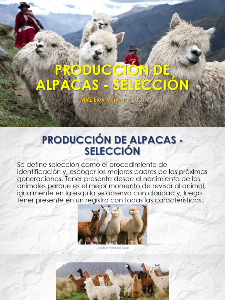 Producción de Alpacas - Selección | PDF | Cocina, comidas y vino ...