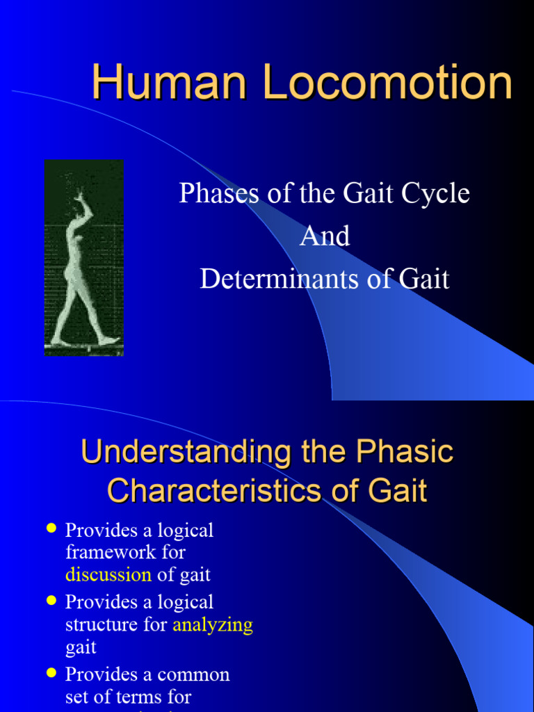 Gait Phases | PDF | Anatomical Terms Of Motion | Foot