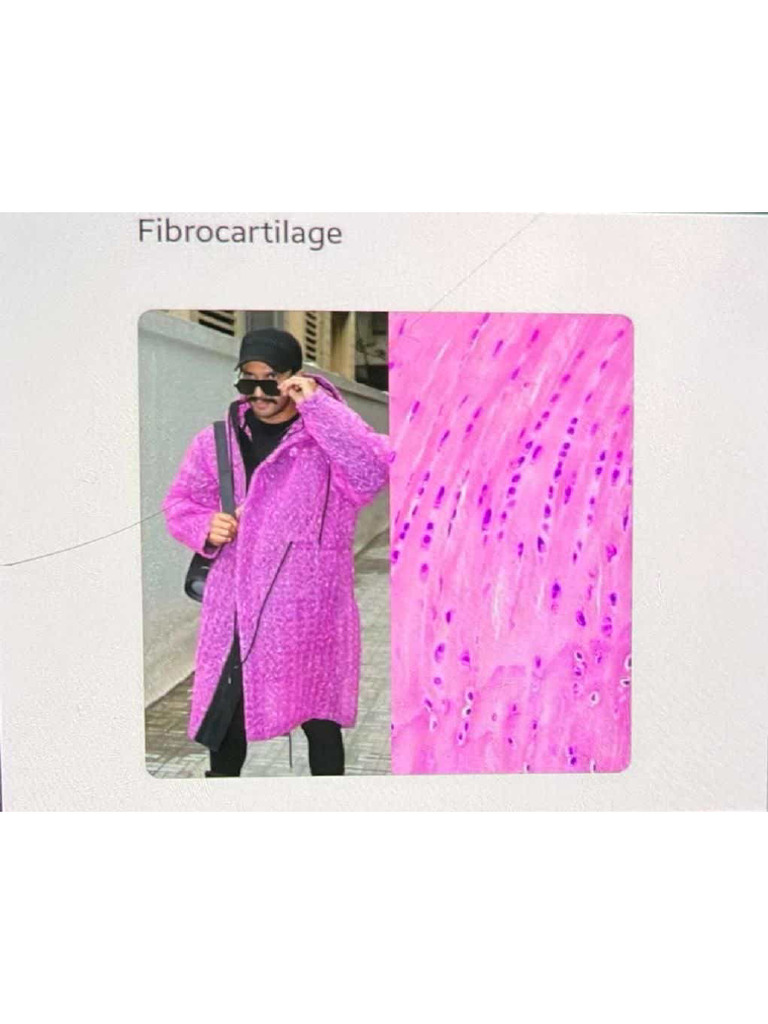 Histology identify ? | PDF