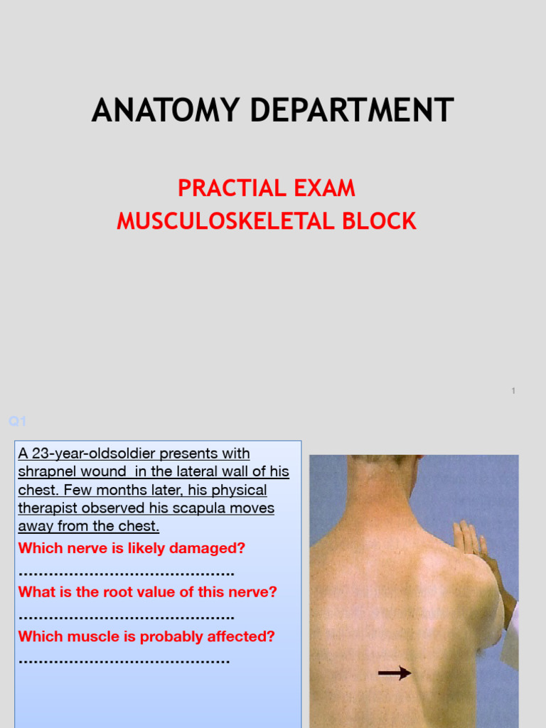 Anatomy OSPE | PDF