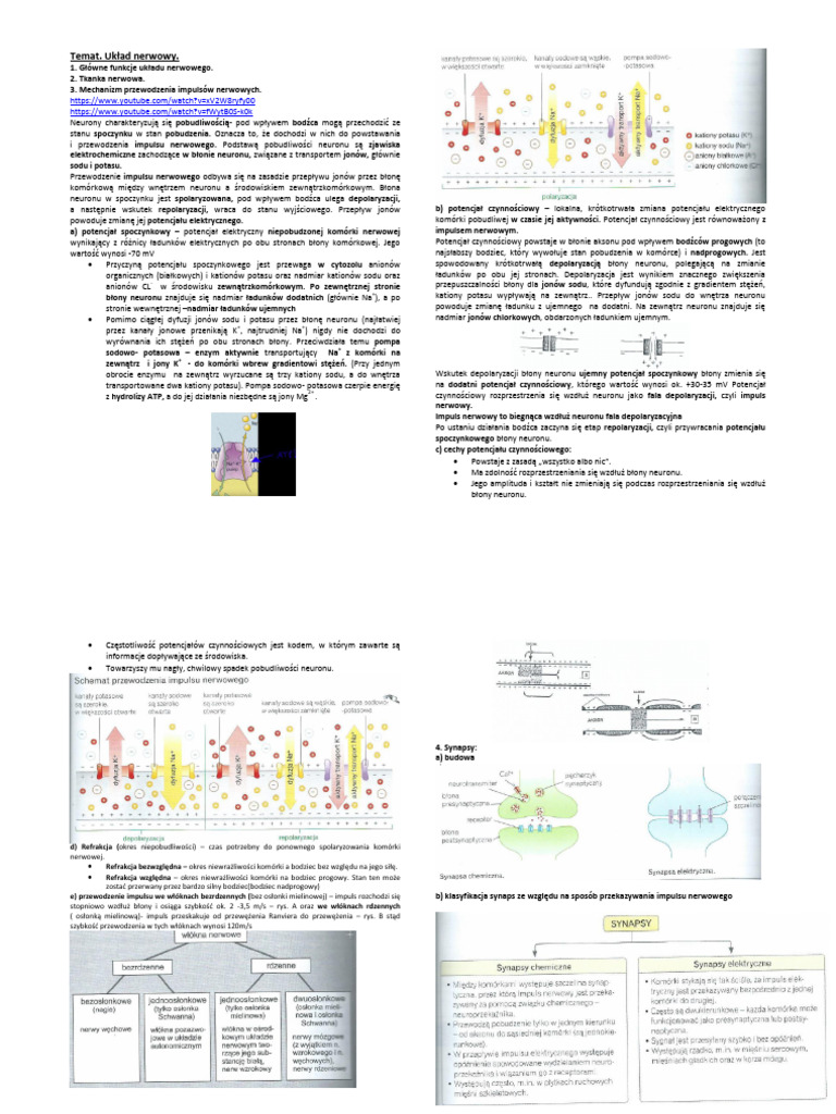 3T Biol. Stopa pt.-1 | PDF